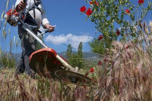 Useful Guide For Know-Nothing In Picking Best Brush Cutter For Brambles